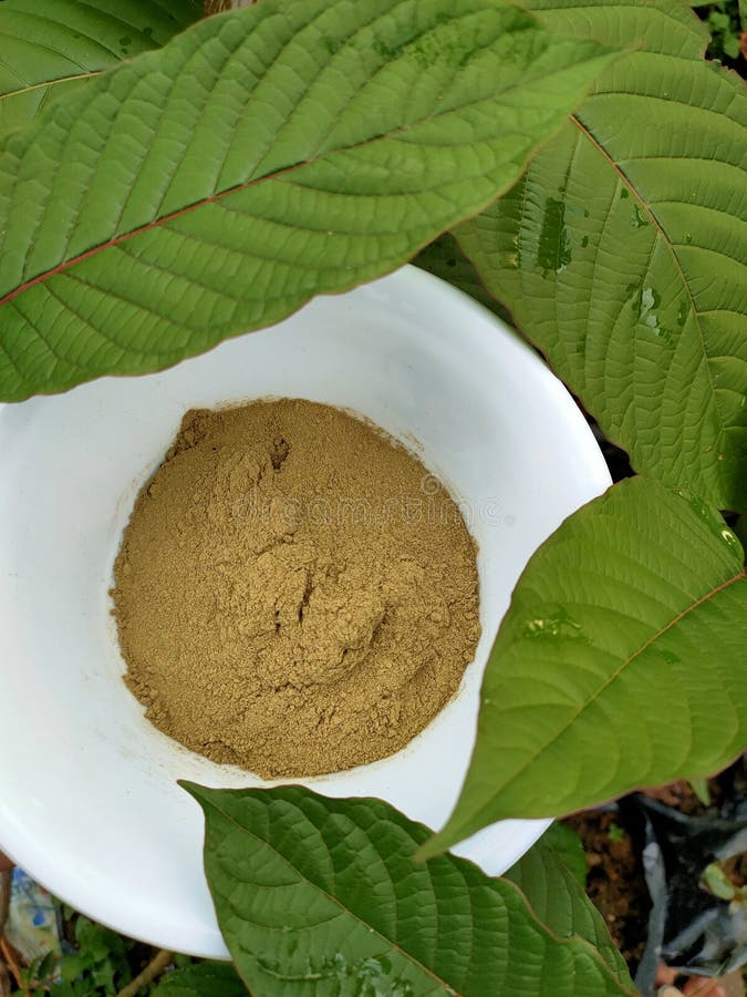 Super White Kratom Nano Powder Stock Image - Image of tree, matcha ...