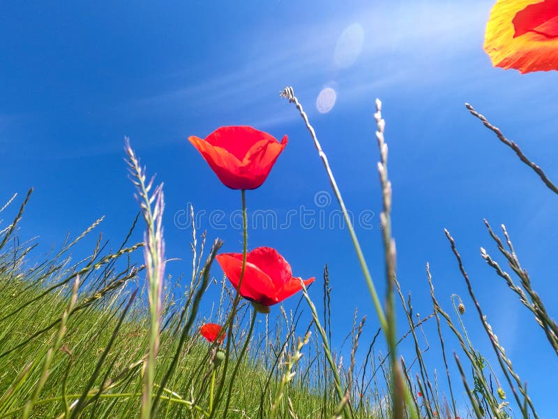 Super Wide Angle Shots with Action Cam of Forest and Meadow in Spring ...