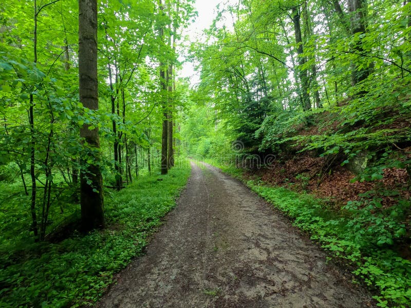 Super Wide Angle Shots with Action Cam of Forest and Meadow in Spring ...