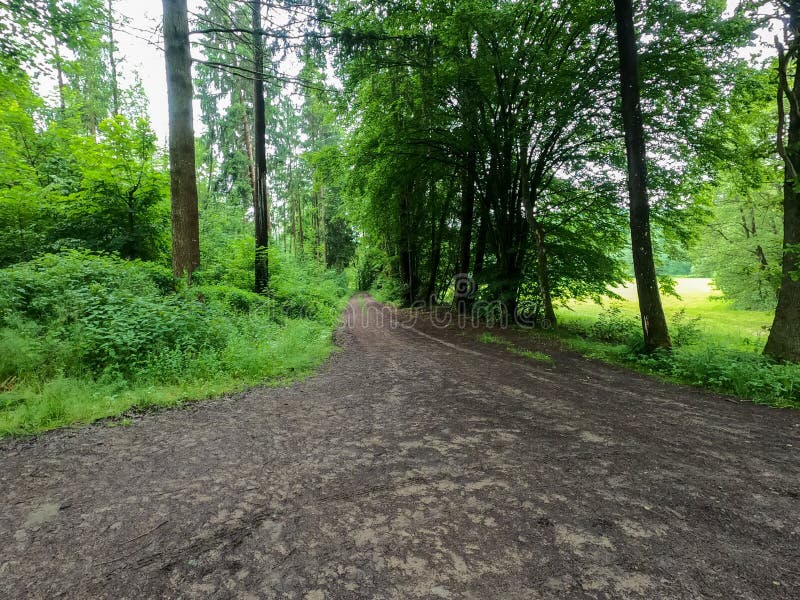 Super Wide Angle Shots with Action Cam of Forest and Meadow in Spring ...