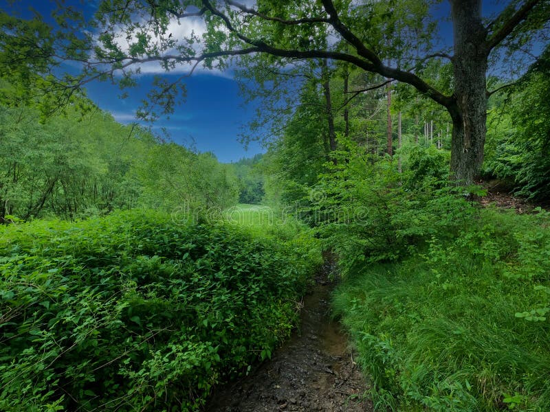 Super Wide Angle Shots with Action Cam of Forest and Meadow in Spring ...