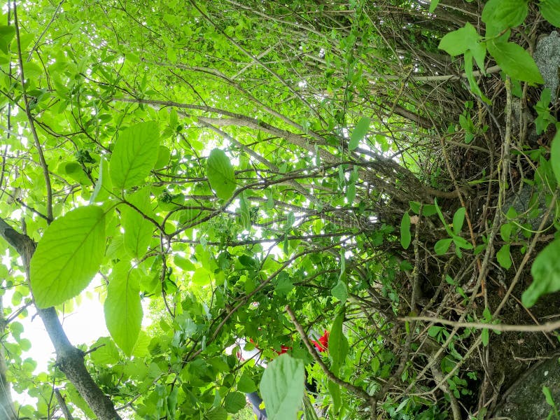 Super Wide Angle Shots with Action Cam of Forest and Meadow in Spring ...
