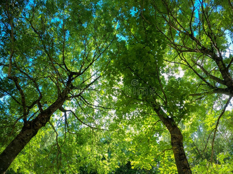 Super Wide Angle Shots with Action Cam of Forest and Meadow in Spring ...