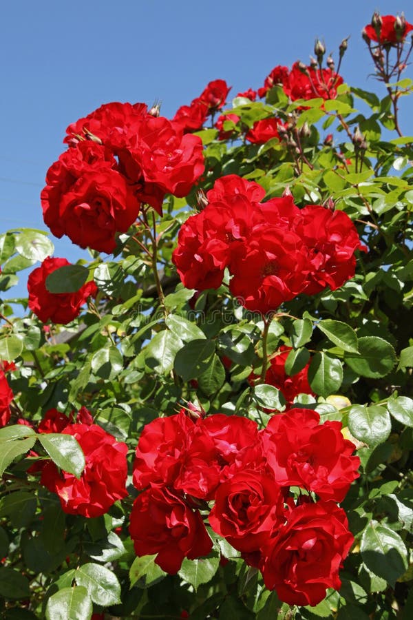 Superb Blooming of a Red Climbing Rose in a Garden Stock Image - Image ...