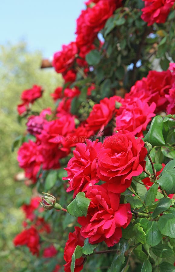 Superb Blooming of a Red Climbing Rose in a Garden Stock Image - Image ...