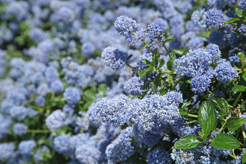Superb Blue Flowering of Ceanothus Stock Photo - Image of ceanothus ...