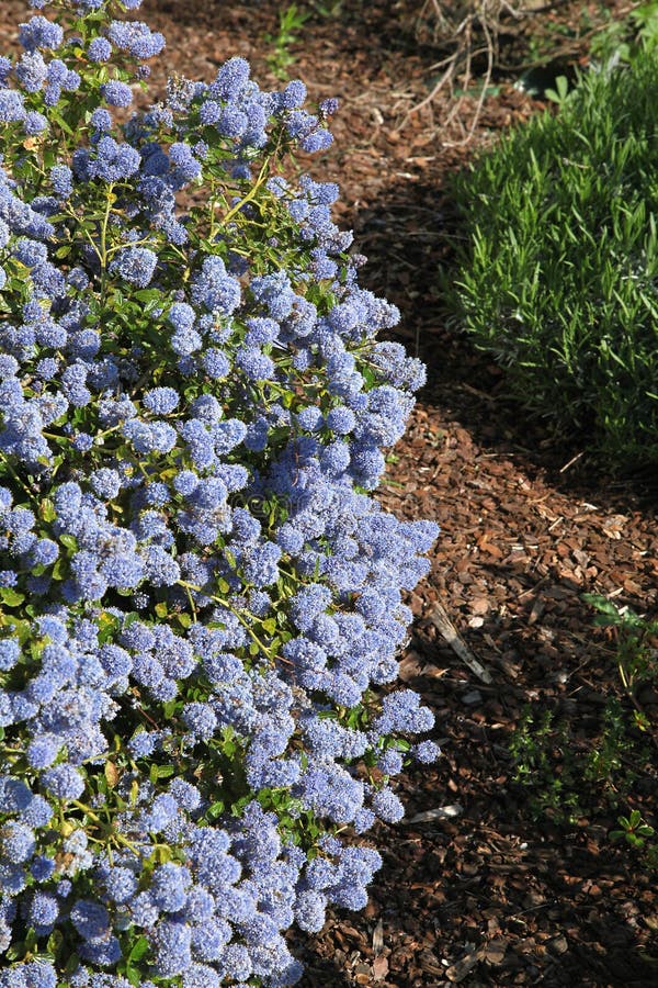 Superb Blue Flowering of Ceanothus Stock Photo - Image of flowering ...