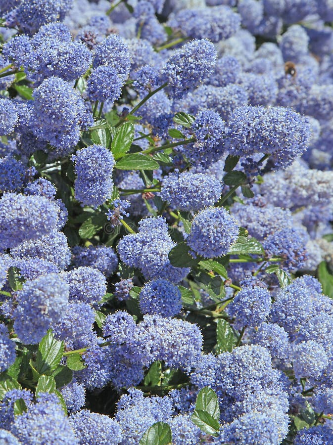 Superb Blue Flowering of Ceanothus Stock Image - Image of ceanothus ...