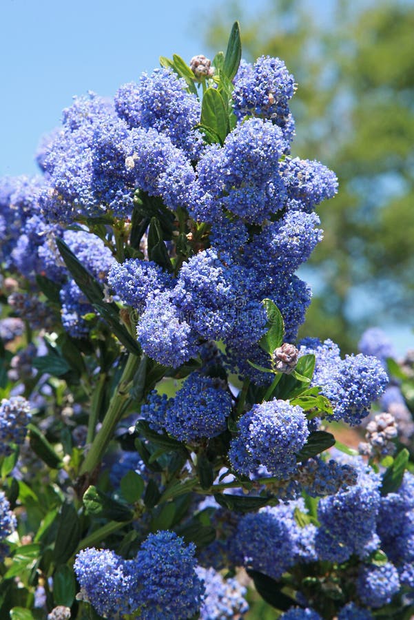 Superb Blue Flowering of Ceanothus Stock Image - Image of gardening ...