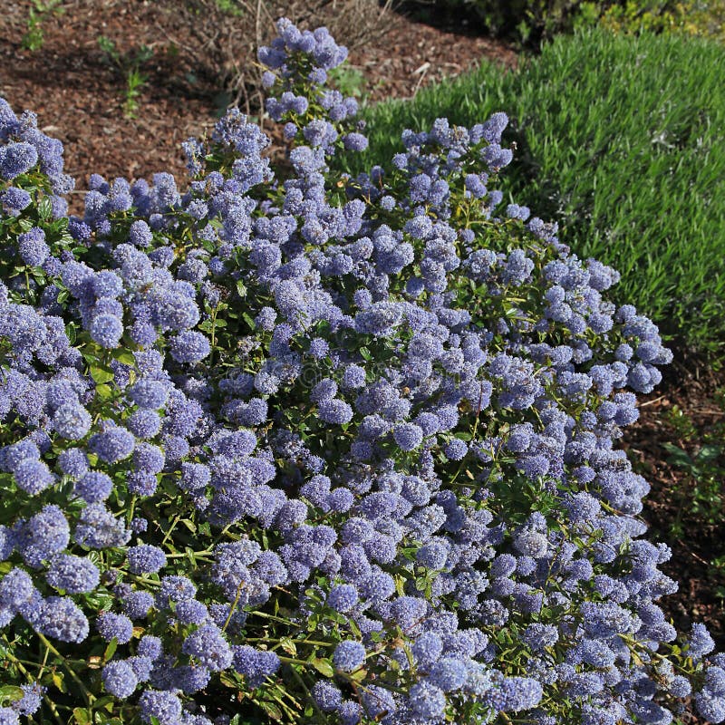 Superb Blue Flowering of Ceanothus Stock Image - Image of flowering ...