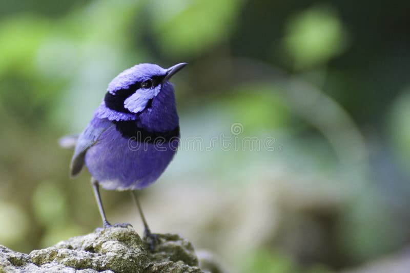 Superb Blue Fairy Wrens stock photo. Image of encyclopediac - 1796372