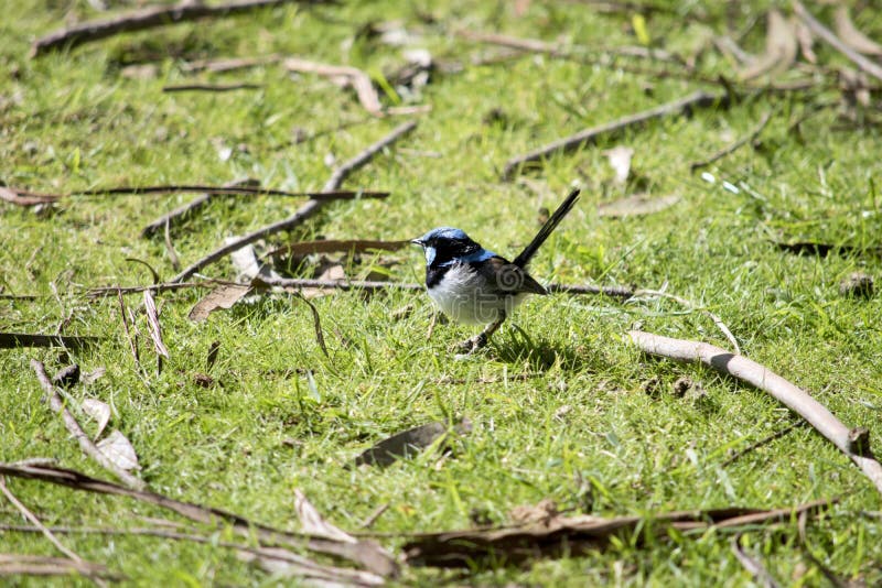 The Superb Fairy Wren is Looking for Food in the Grass Stock Image ...