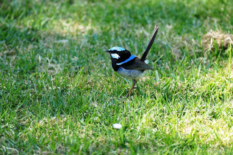Superb Fairywren in South Australia Stock Photo - Image of imogen, bird ...