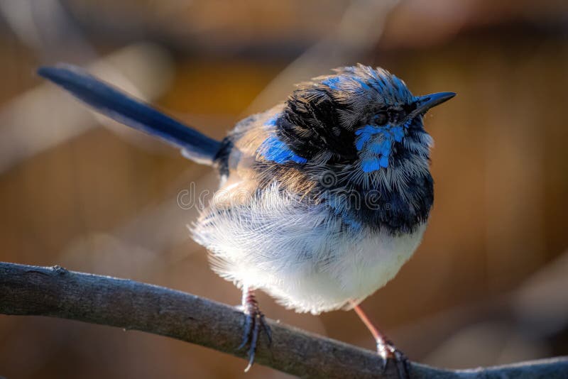 Superb Fairywren (Malurus Cyaneus) Perched on a Branch Stock Image ...