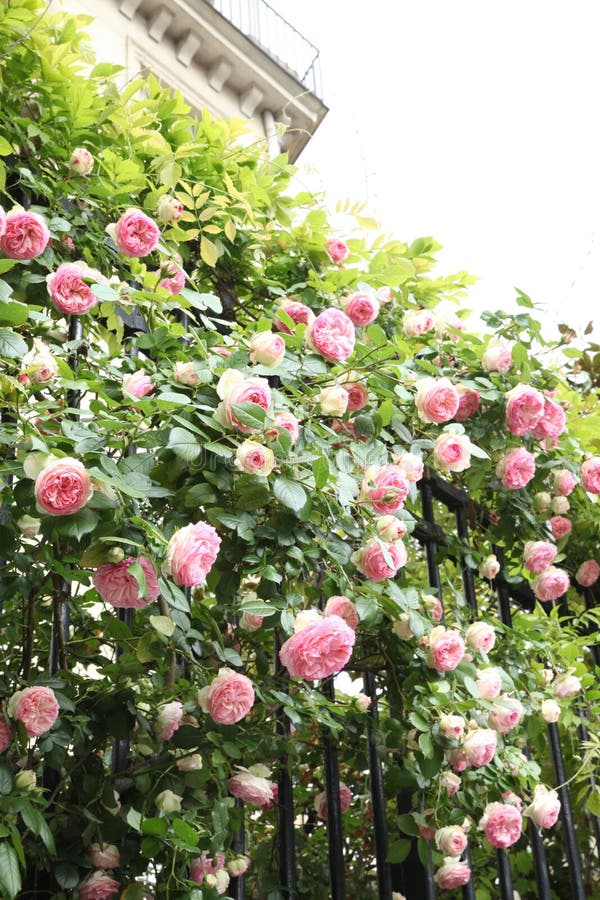Superb Flowering of a Pierre De Ronsard Rose on a Gate Stock Image ...