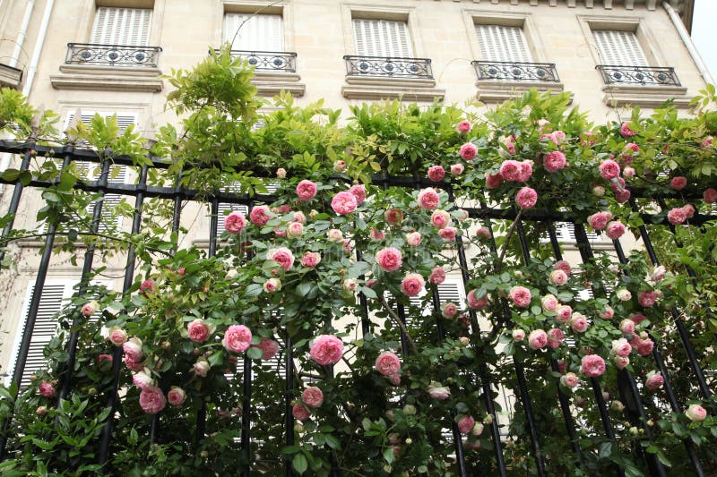 Superb Flowering of a Pierre De Ronsard Rose on a Gate Stock Photo ...