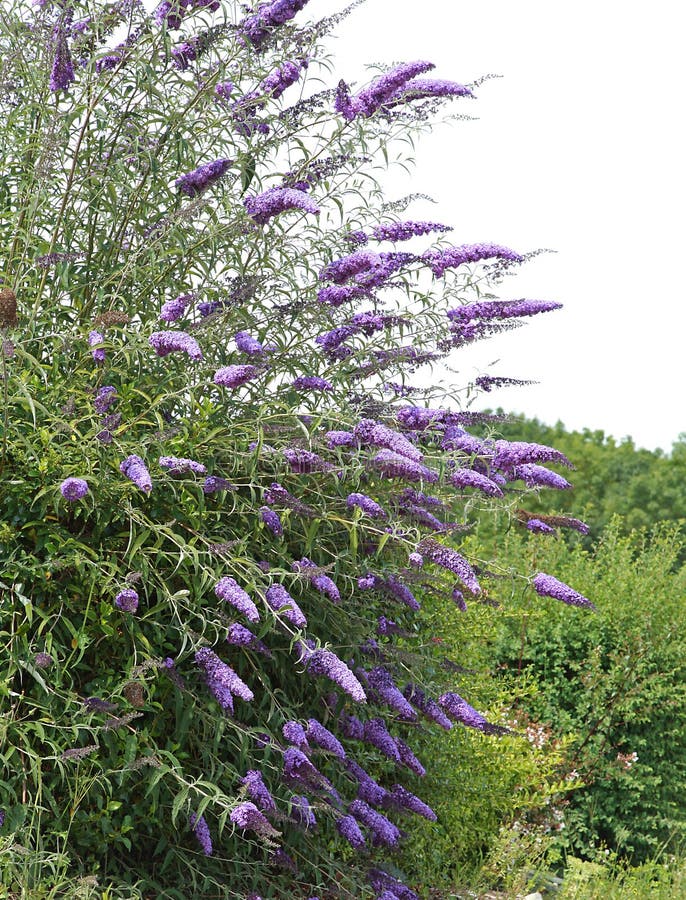 Superb Flowering of Purple Buddleia Stock Photo - Image of spring, pink ...