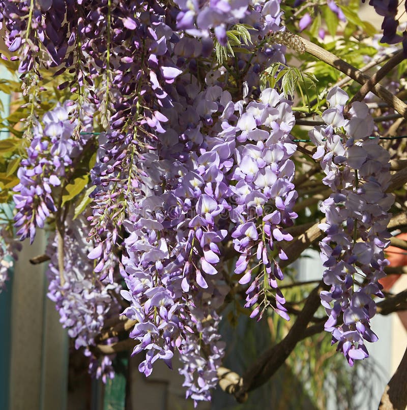 Superb Flowering of a Wisteria Stock Image - Image of gardening, mauve ...