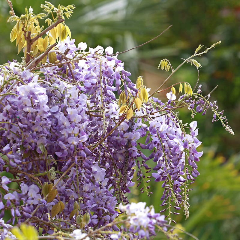 Superb Flowering of a Wisteria Stock Photo - Image of gardening, flower ...