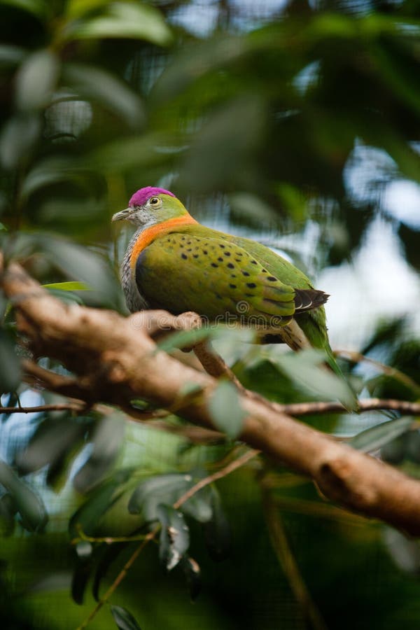 Superb fruit dove stock photo. Image of fruit, sitting - 25834330