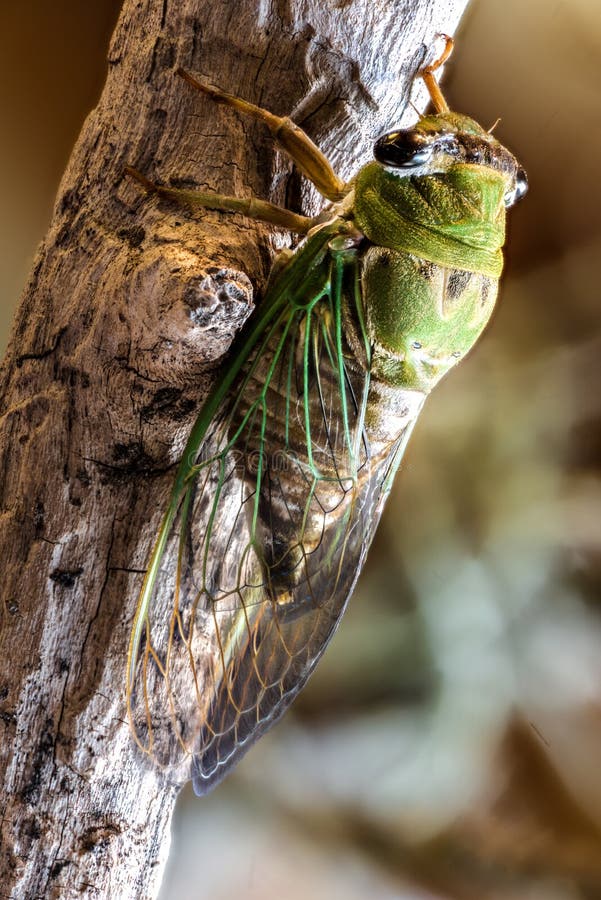Green Cicada stock photo. Image of claws, eyes, cicada - 24641770