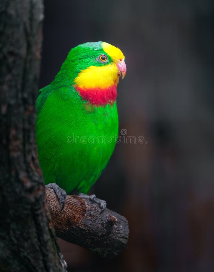 Superb parrot stock photo. Image of life, exotic, parakeet - 274216606