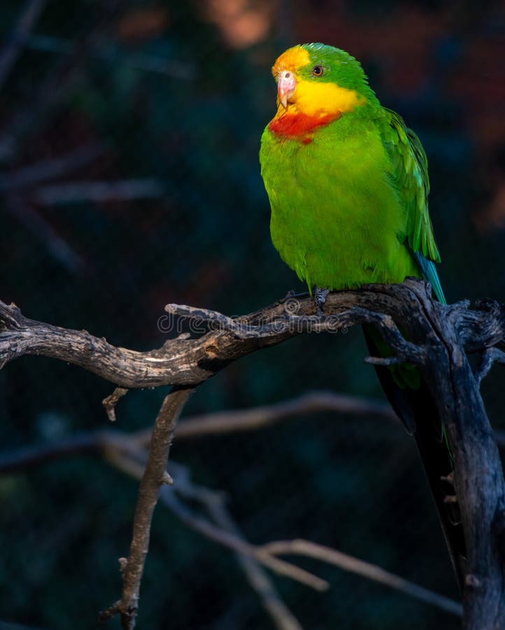 The Superb Parrot Polytelis Swainsonii Stock Image - Image of beauty ...