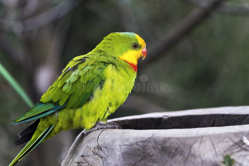 Superb parrot (side face) stock photo. Image of animal - 75258336