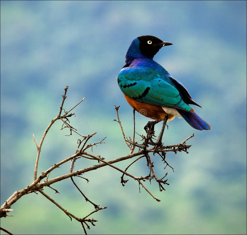 Superb Starling. stock photo. Image of beautiful, colorful - 16145524