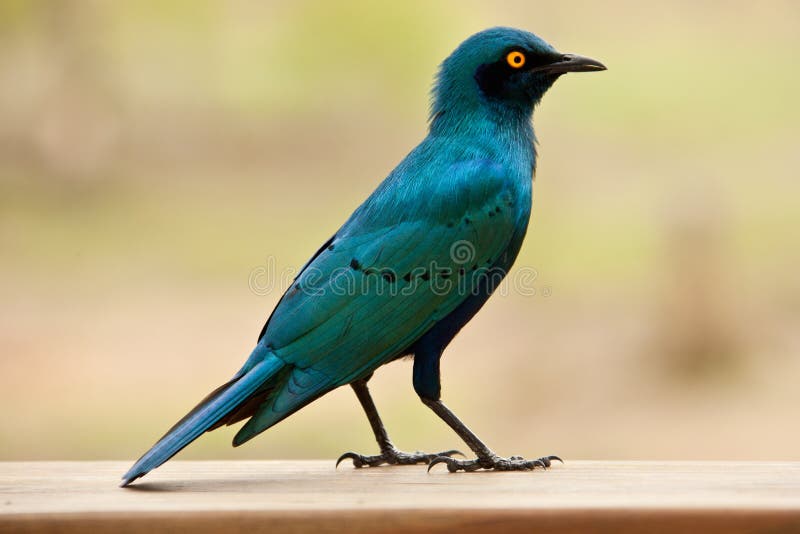 Superb Starling stock photo. Image of shiny, wing, nature - 17675298