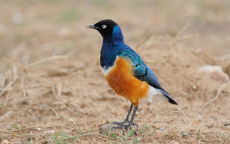 Superb Starling stock photo. Image of bright, face, starling - 23538566