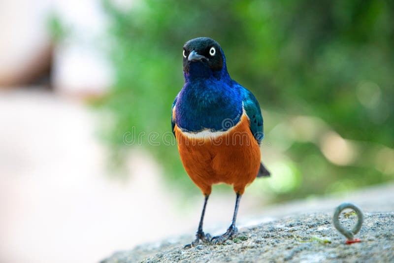 Superb Starling on a Blurred Background Stock Image - Image of large ...
