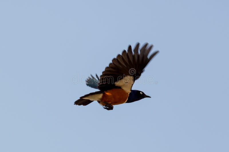 Superb Starling during Flight Stock Image - Image of nature, blue: 29085719