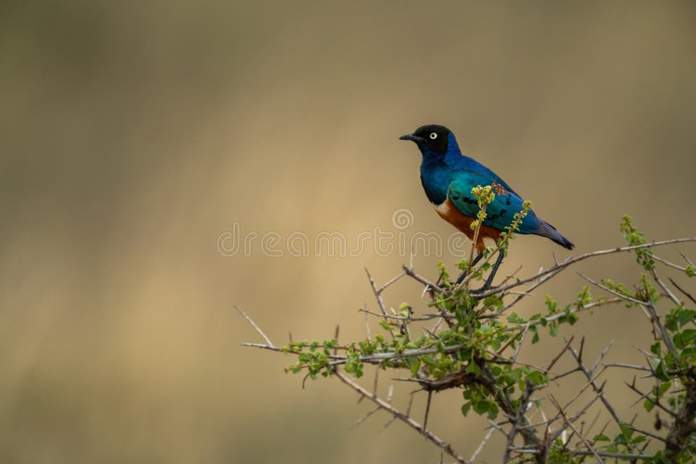 Superb Starling in Profile on Thorn Tree Stock Photo - Image of thorn ...