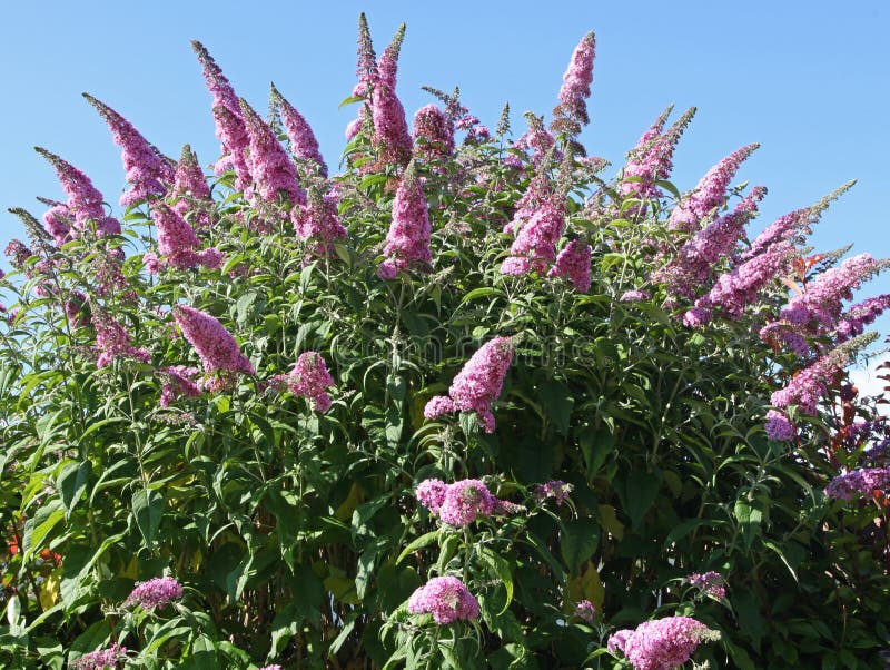 Summer Flowering of a Purple Buddleia Stock Photo - Image of leaf ...