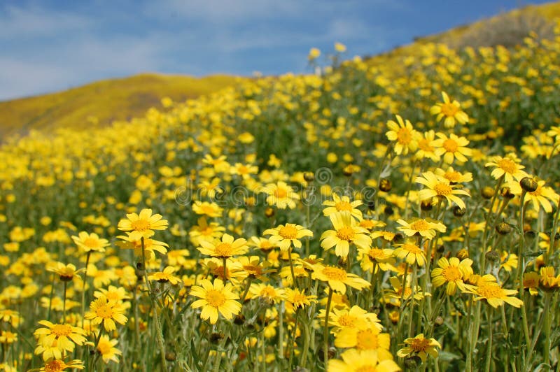 Superbloom; Yellow Fields Going on and on, Close-up Stock Image - Image ...