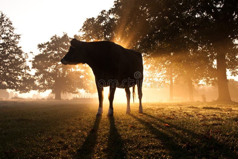 Supercow stock image. Image of contra, backlight, gold - 21839457