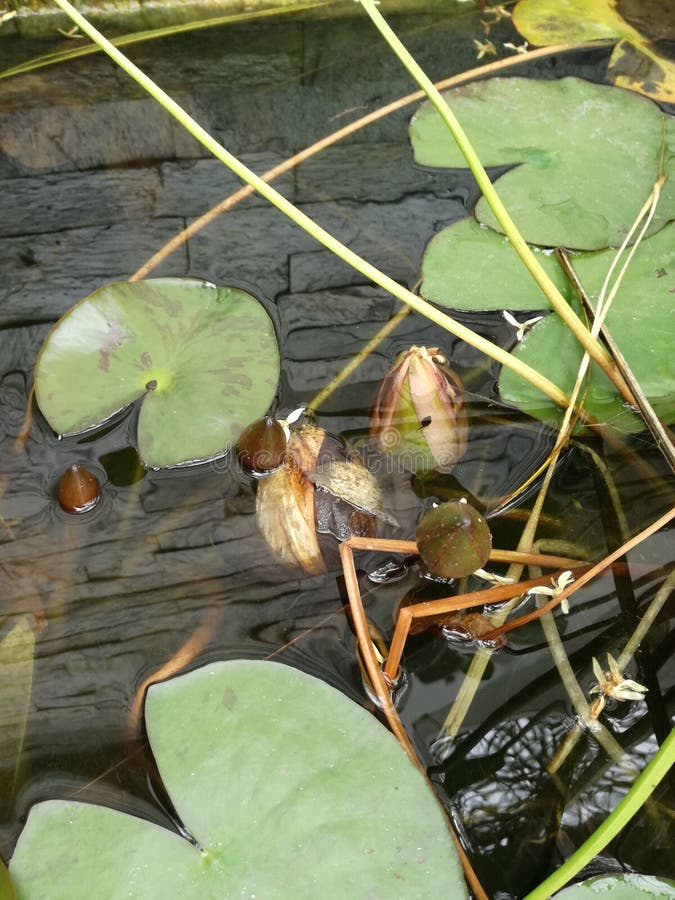 Superficie De Rotura De Lirio Foto de archivo - Imagen de superficie ...