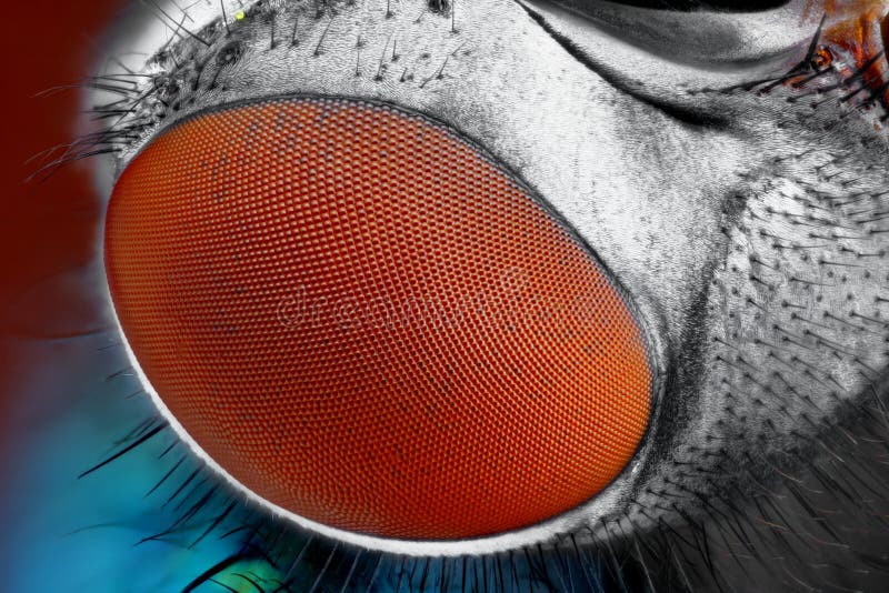 Superficie Del Ojo Compuesto De La Mosca Imagen de archivo - Imagen de ...