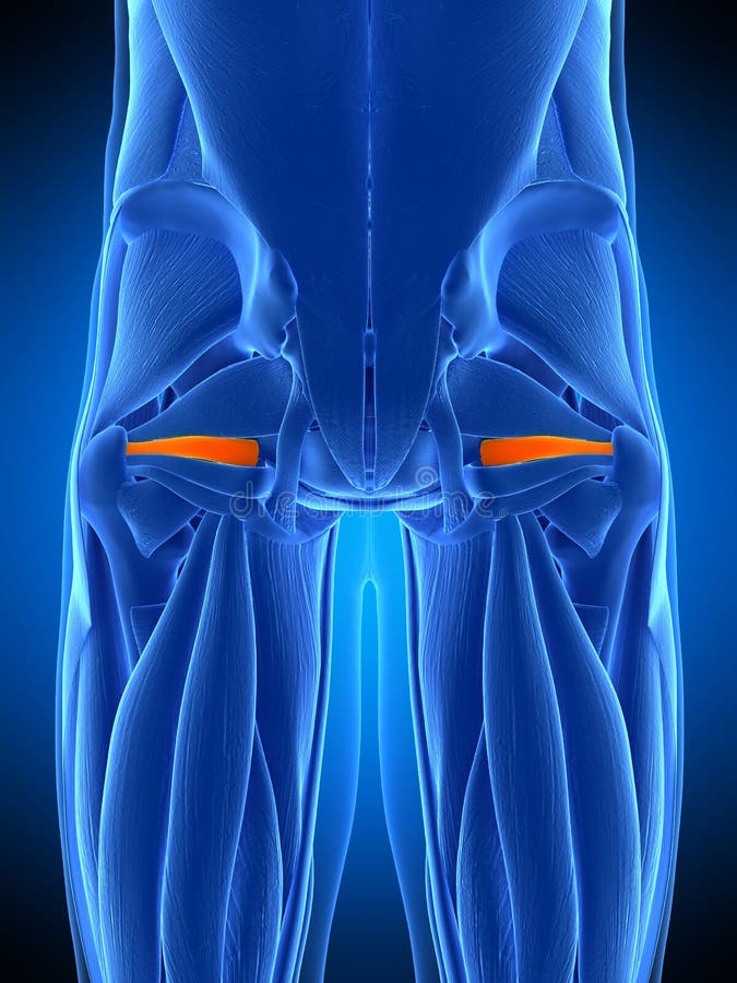 De bovenste gemellus stock illustratie. Illustration of anatomie - 72487387