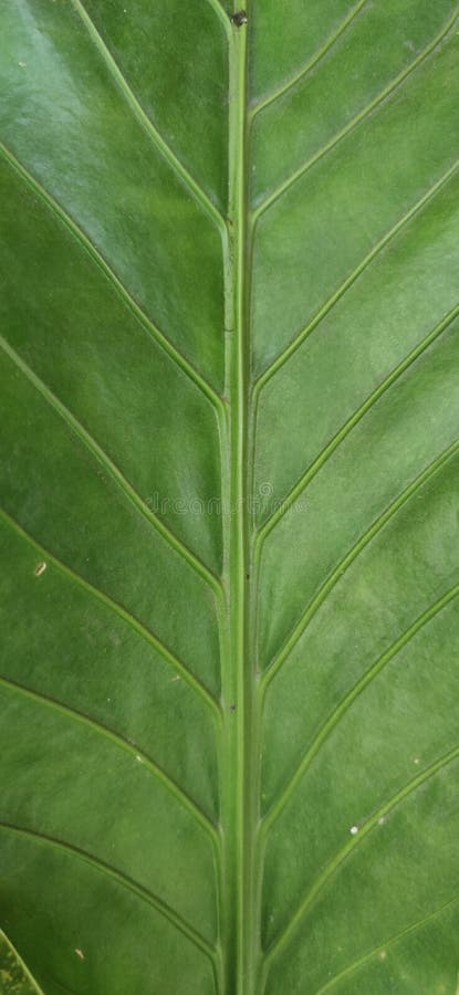 Superior De Textura De Hoja Verde Foto de archivo - Imagen de hojas ...