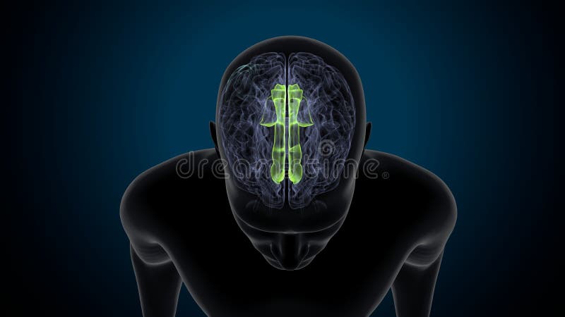 3d Illustration of Human Brain Superior Frontal Gurus Anatomy. Stock ...