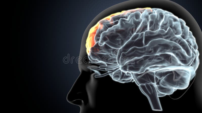 3d Illustration of Human Brain Superior Frontal Gyrus Anatomy Stock ...
