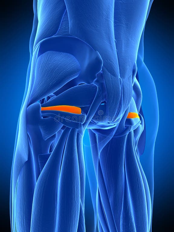 Gemellus Superior Stock Illustrations – 418 Gemellus Superior Stock ...