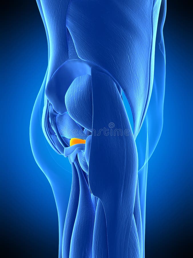 The superior gemellus stock illustration. Illustration of science ...