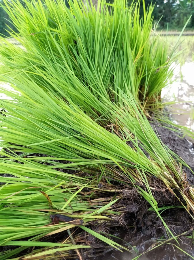 Superior Rice Seeds that are Ready To Be Planted in the Fields by ...