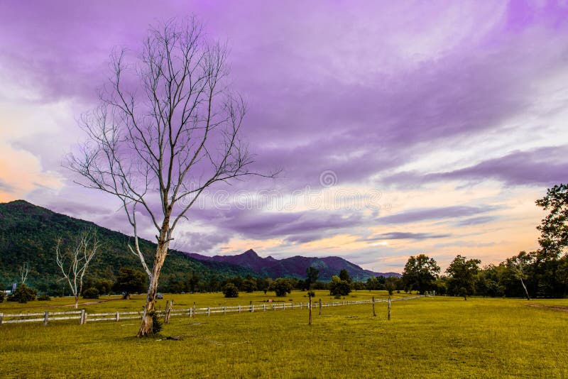 Supernatural Dead Tree in Green Field Stock Image - Image of nature ...