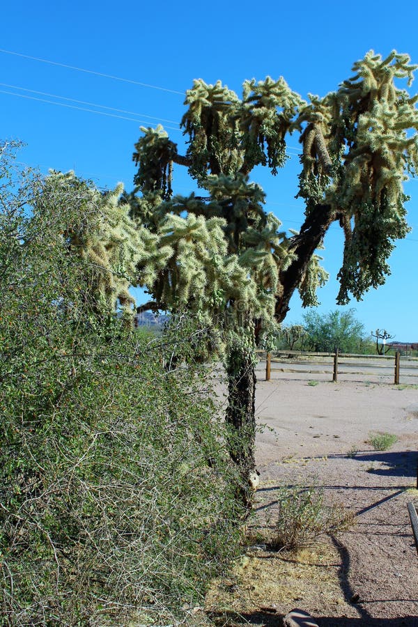 Superstition Mountain Museum Editorial Image - Image of legends ...