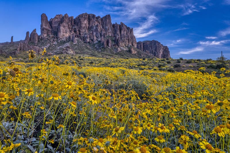 Superstition Mountain Spring Stock Photo - Image of wildflowers ...