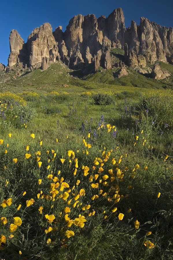 Superstition Mountain and Spring Wildflowers Stock Image - Image of ...